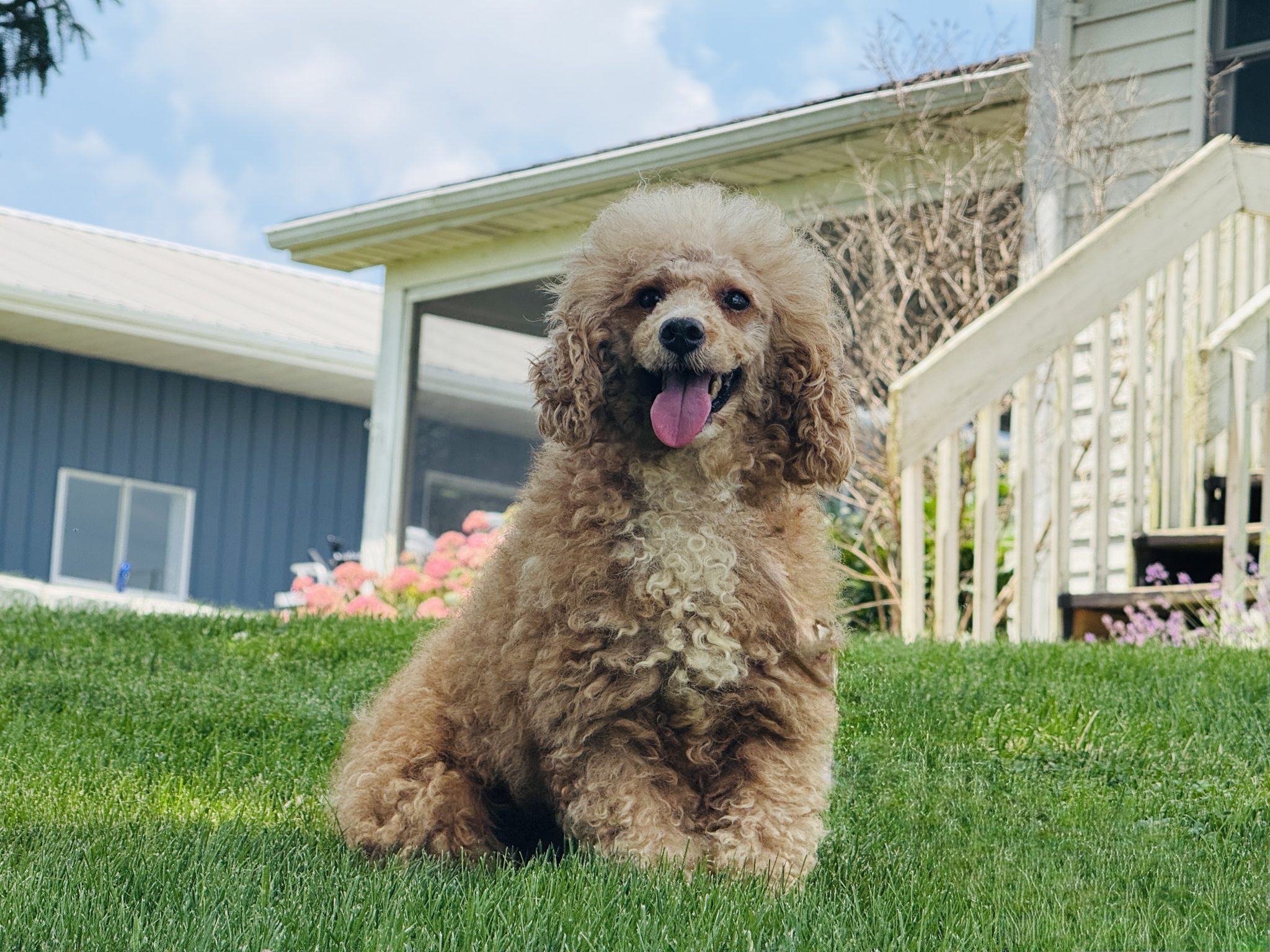 F1B-red-cavapoo-puppy