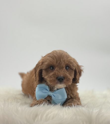 F1B-red-cavapoo-puppy
