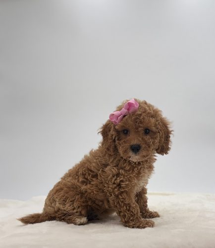 F1B-red-cavapoo-puppy
